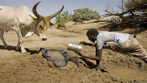 Afectadas Las Zonas Del Cuerno De Frica Por Sequ A Hist Rica