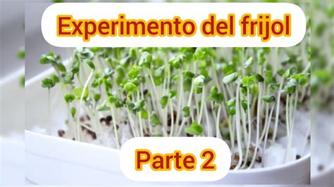ACTIVIDAD 6 COMO HACER EL EXPERIMENTO DE GERMINACIÓN DEL FRIJOL EN