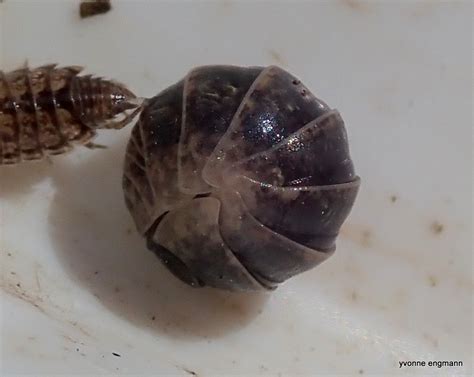 Common Pill Woodlouse from 4700 Næstved Danmark on April 13 2023 at