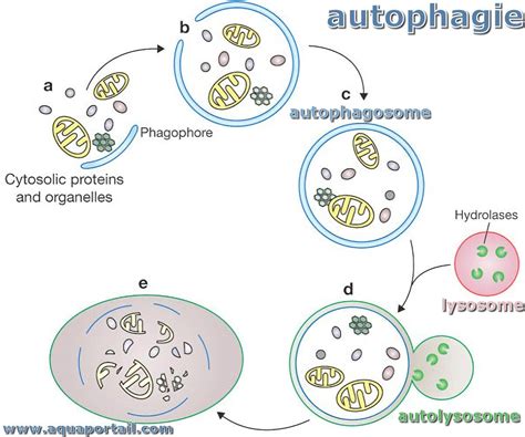 Autophagosome définition et explications AquaPortail