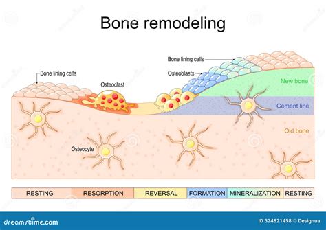 Bone Remodeling Process Close Up Of Osteoblasts Osteoclast