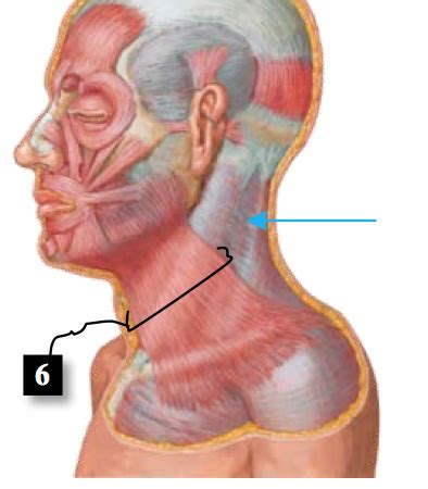 3 Anterior And Posterior Triangles Of The Neck Flashcards Quizlet