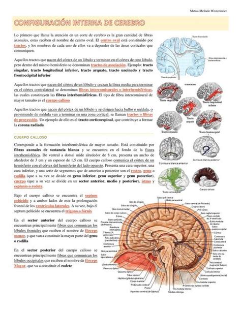 Clase 2 Configuración Interna de Cerebro Matías Gabriel Mellado