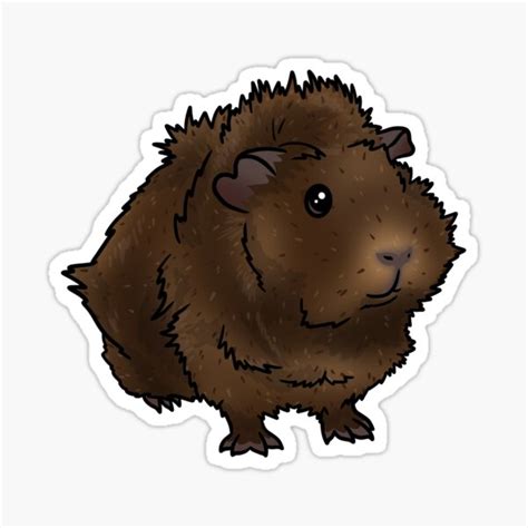 Brown Agouti Abyssinian Guinea Pig Sticker For Sale By KatsGuineapigs