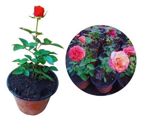 Muda De Mini Rosa No Vaso Florindo Para Plantio Parcelamento Sem
