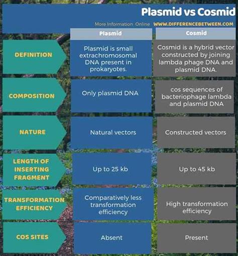 Diferencia Entre Pl Smido Y Cosm Dico Prodiffs