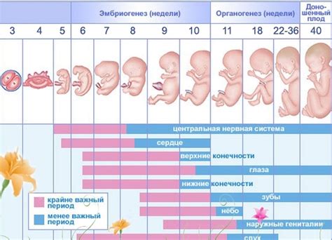 Calendario de embarazo obstétrico por semanas